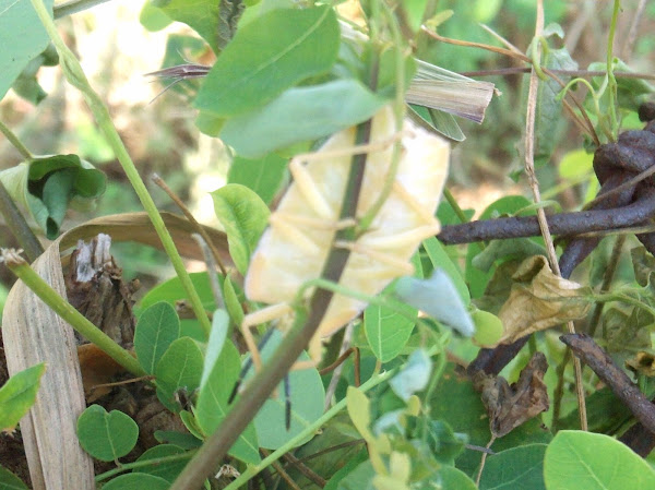 Stink bug/Shield bug nymph | Project Noah