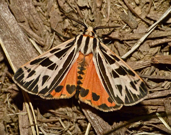 Phyllira tiger moth | Project Noah