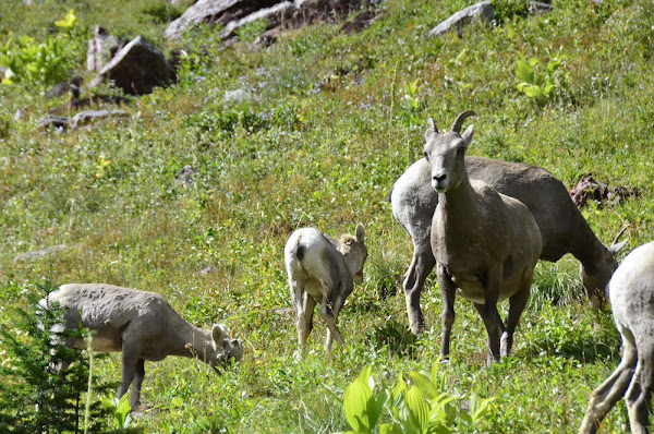 Bighorn sheep | Project Noah