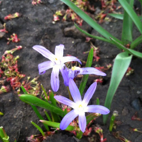 Common Blue Violets | Project Noah