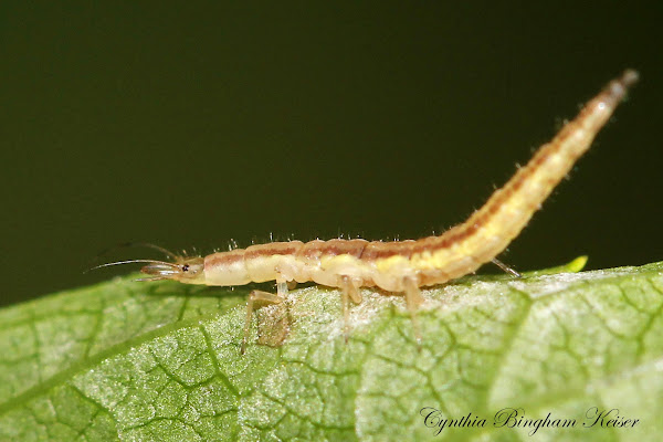 Brown Lacewing larvae | Project Noah