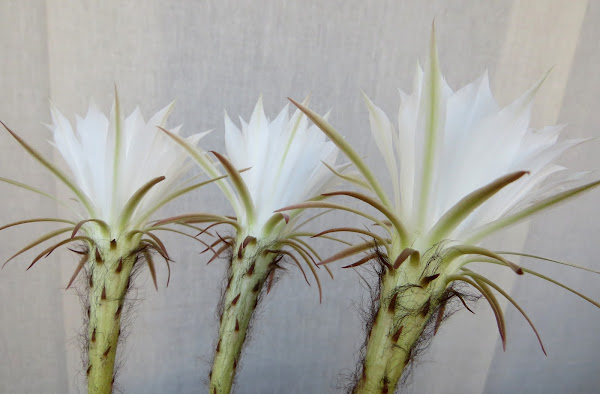 Cactus | Project Noah