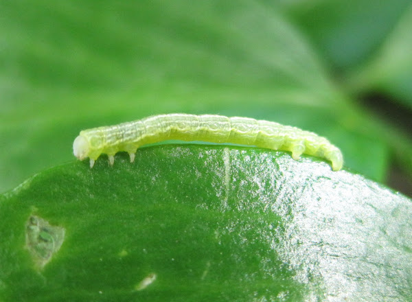 Fall Cankerworm | Project Noah