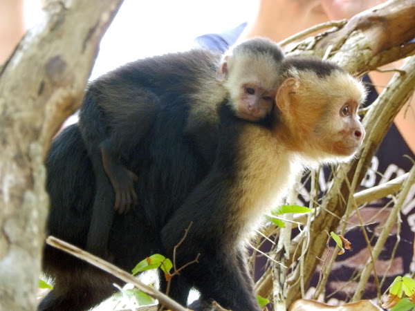 White-headed capuchin monkey | Project Noah
