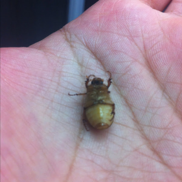 June bug | Project Noah