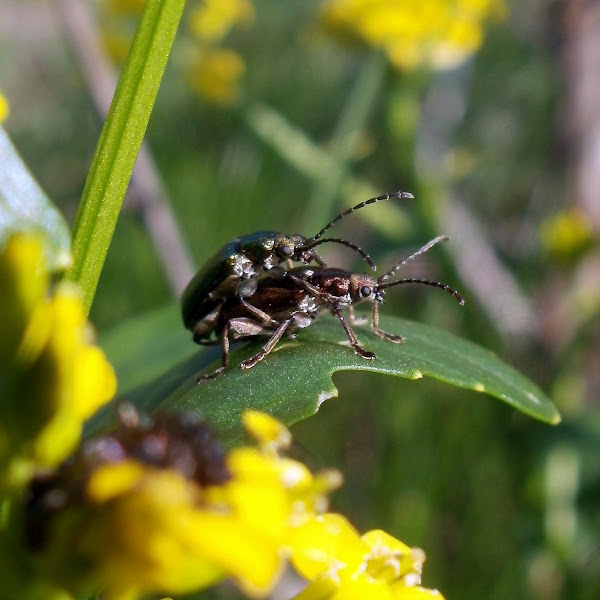 Leaf Beetles | Project Noah