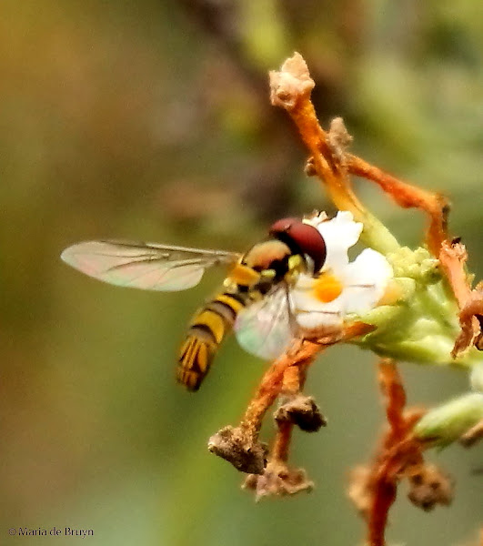 Common oblique syrphid fly | Project Noah