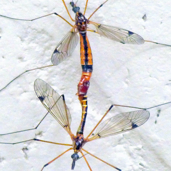 Crane Flies Mating | Project Noah