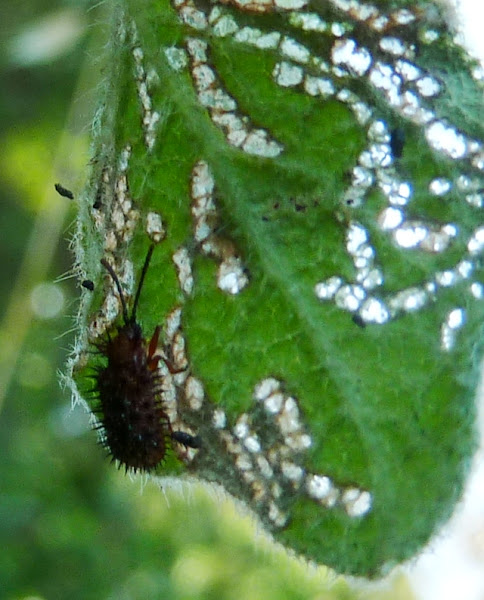Spiny Leaf Beetle | Project Noah