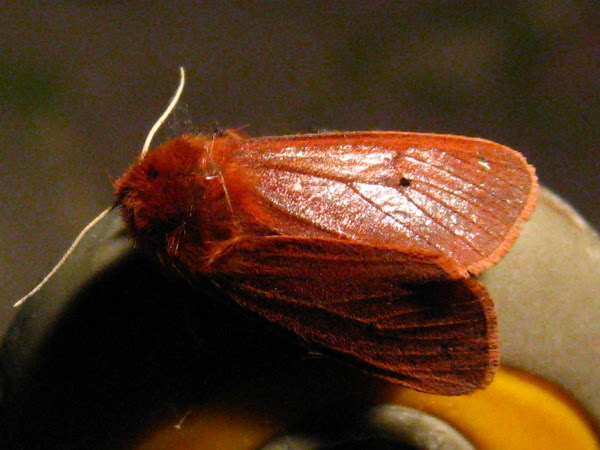 Ruby Tiger Moth | Project Noah