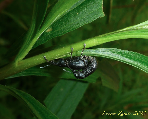 Broad-nosed weevils mating | Project Noah
