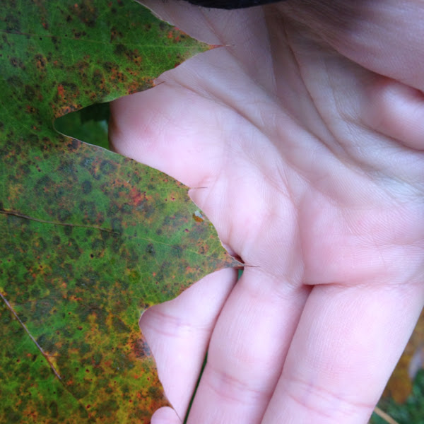 Red Oak | Project Noah