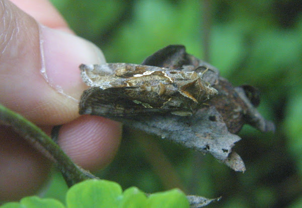 Soybean Looper | Project Noah