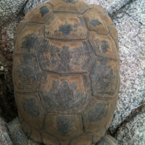 Morafka’s desert tortoise | Project Noah