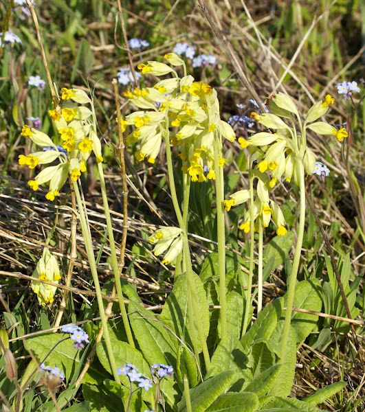 Common Cowslip | Project Noah