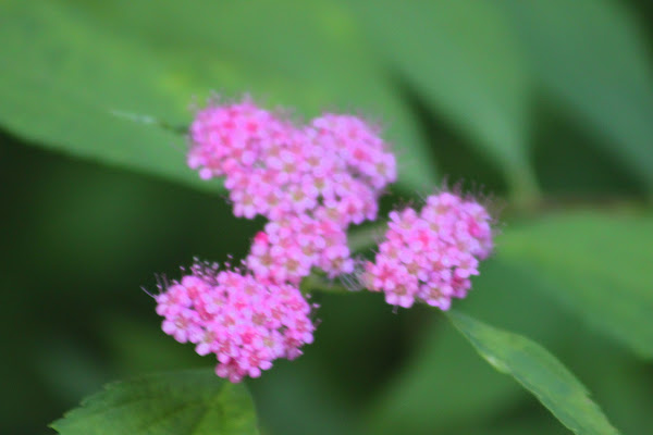 Japanese Spiraea | Project Noah