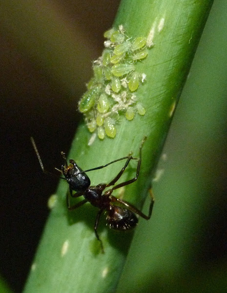Acrobat ant (tending aphids) | Project Noah