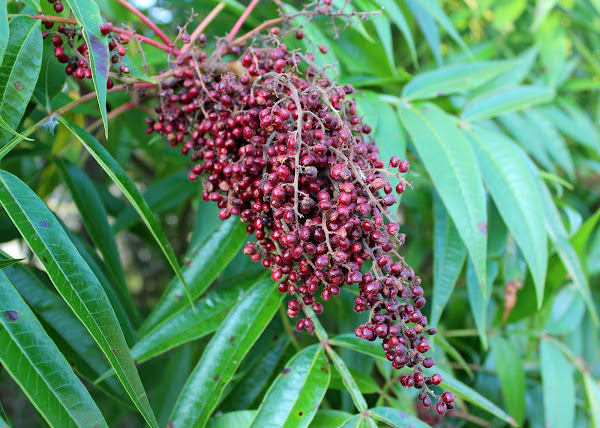 Winged Sumac | Project Noah