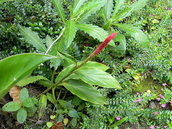 red ginger, pink cone ginger | Project Noah