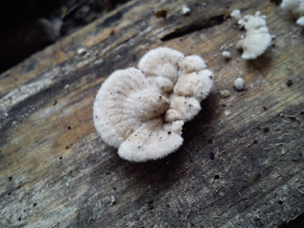 Split Gill | Project Noah