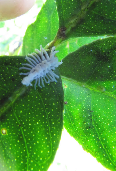 Mealy Bug Destroyer Larva | Project Noah
