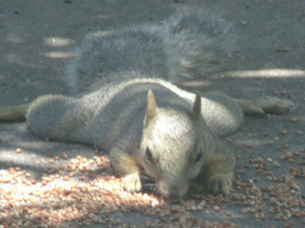 Eastern Fox Squirrel | Project Noah