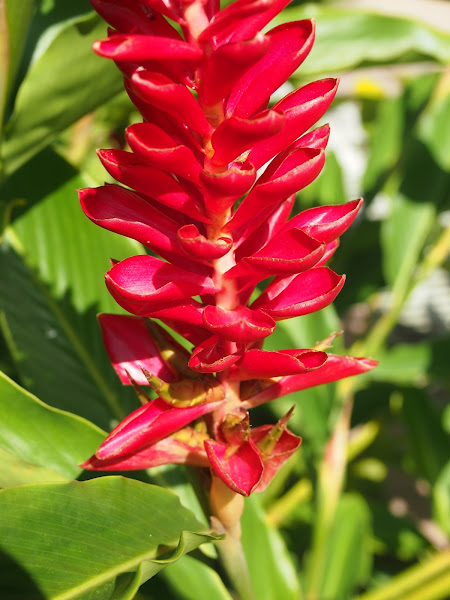 red ginger | Project Noah