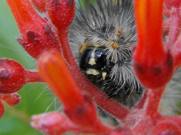 Salt Marsh Moth (Caterpillar) | Project Noah