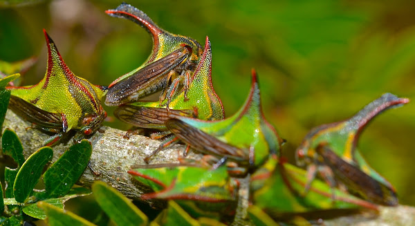 Thorn Treehopper | Project Noah