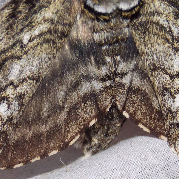 Waved Sphinx | Project Noah