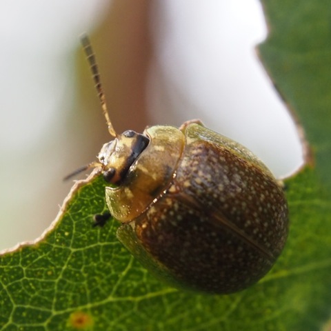 Leaf Beetle | Project Noah