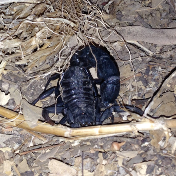 Scorpion | Project Noah