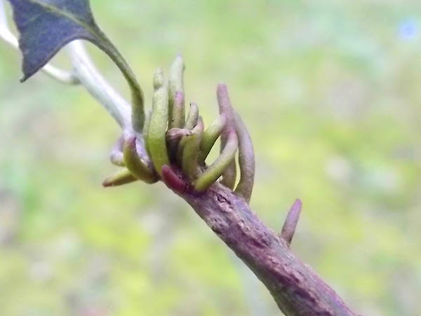 stem gall | Project Noah