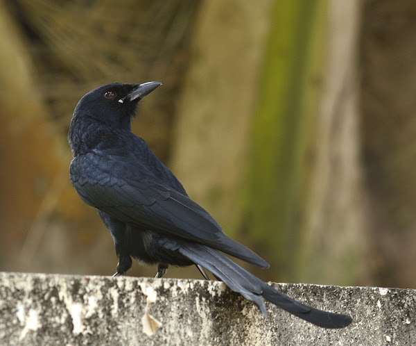 Black Drongo | Project Noah
