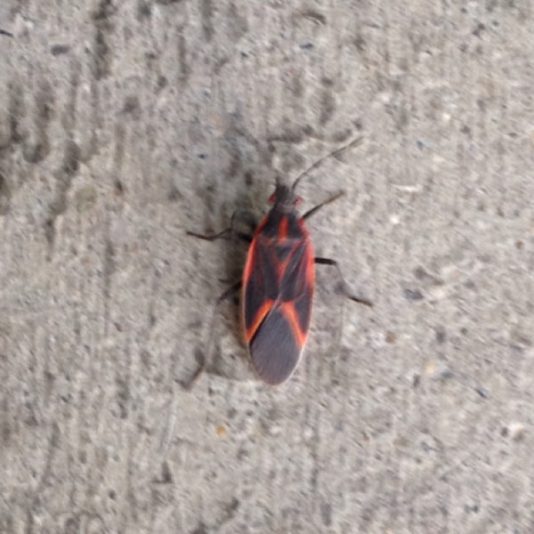Boxelder bug | Project Noah