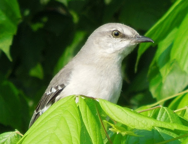 northern mockingbird | Project Noah