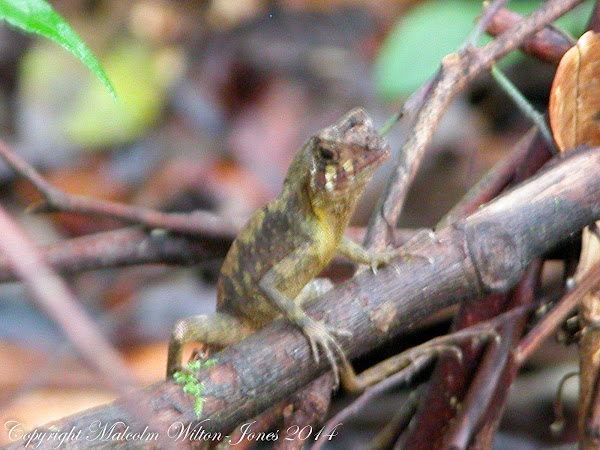 Kangaroo Lizard | Project Noah