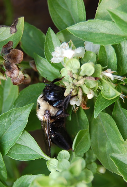 Common Eastern Bubble Bee | Project Noah