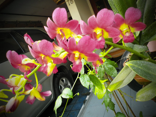 Dendrobium | Project Noah