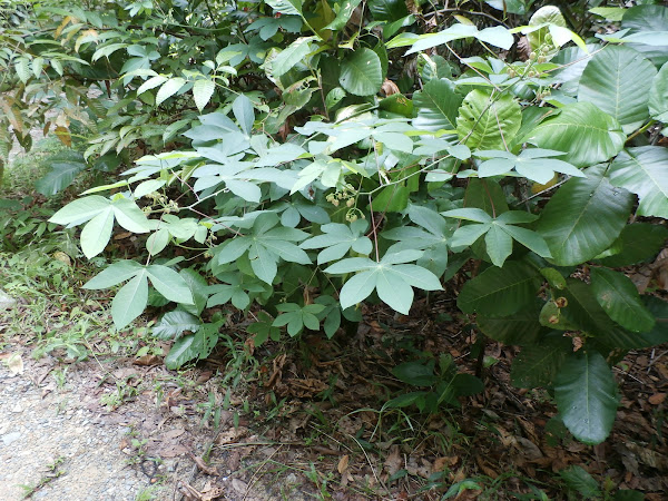 Ceara Rubber Tree, False Tapioca, Manicoba | Project Noah