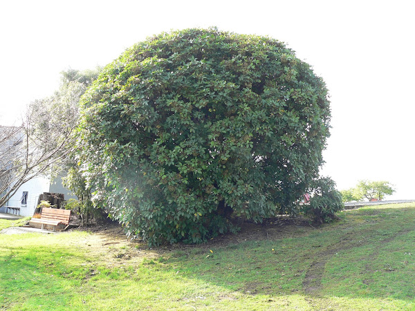 Five finger | Project Noah