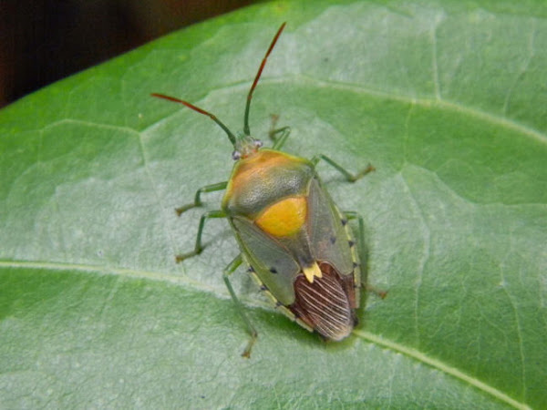 giant shield bug | Project Noah