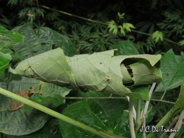 Leaf Roller caterpillar | Project Noah