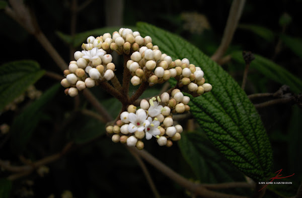 Leatherleaf Viburnum | Project Noah