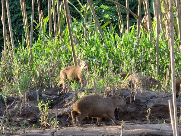 Capybara | Project Noah