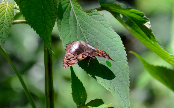 Cryptic skipper | Project Noah