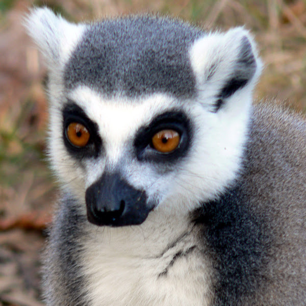 Ring Tailed Lemur | Project Noah