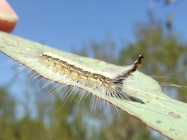 Gum leaf skeletonizer moth | Project Noah
