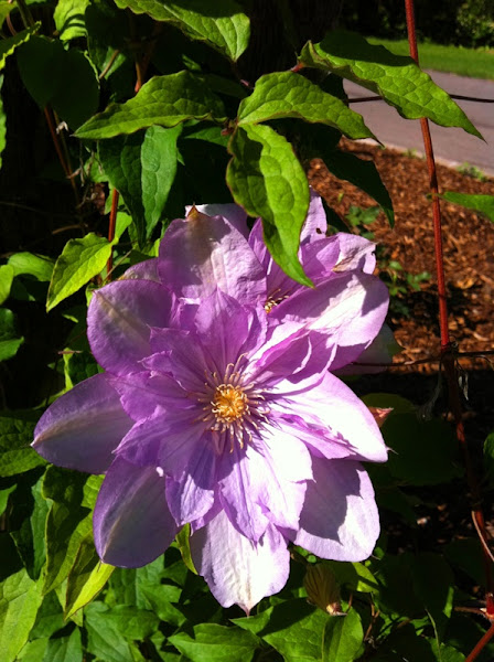 Clematis "Proteus" | Project Noah
