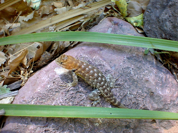 Desert Spiny Lizard | Project Noah